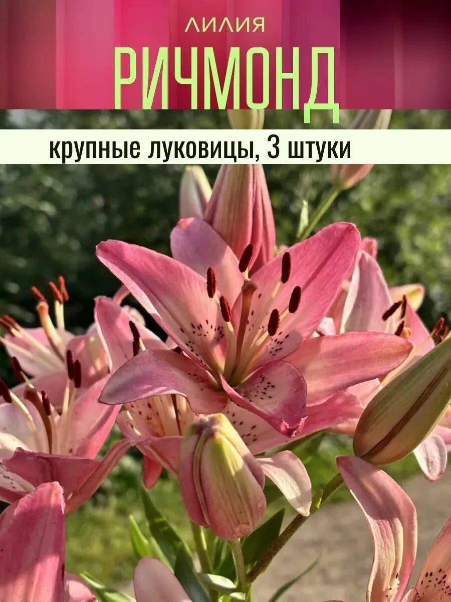 Лилия луковицы, многолетние цветы для посадки,3 штуки