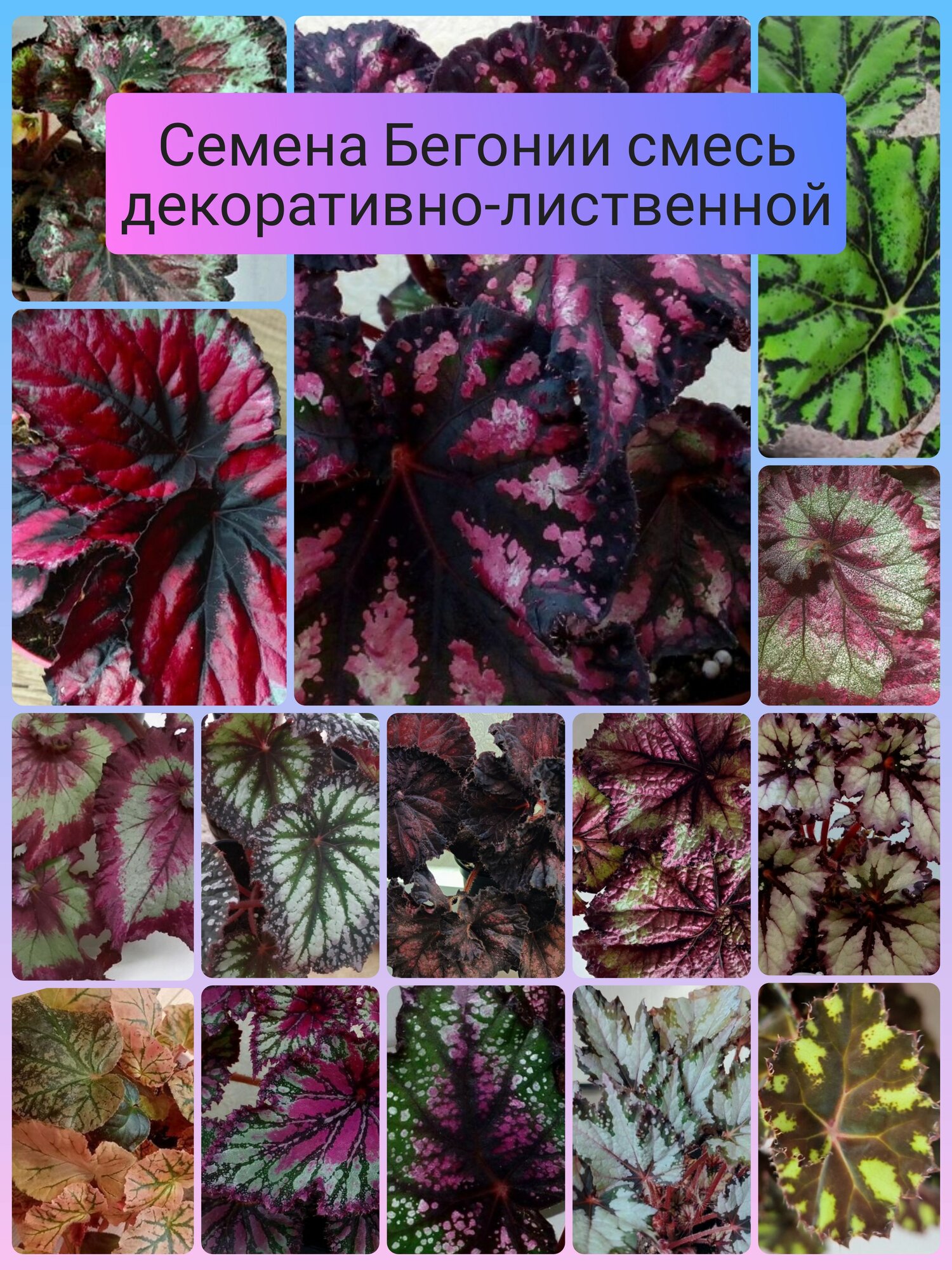 Семена Бегоний декоративно-лиственных 10-15 шт