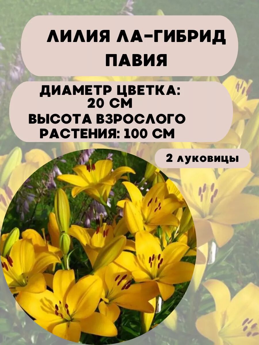 Лилия ла-гибрид/Лилия от-гибрид/Лилиля азиатская