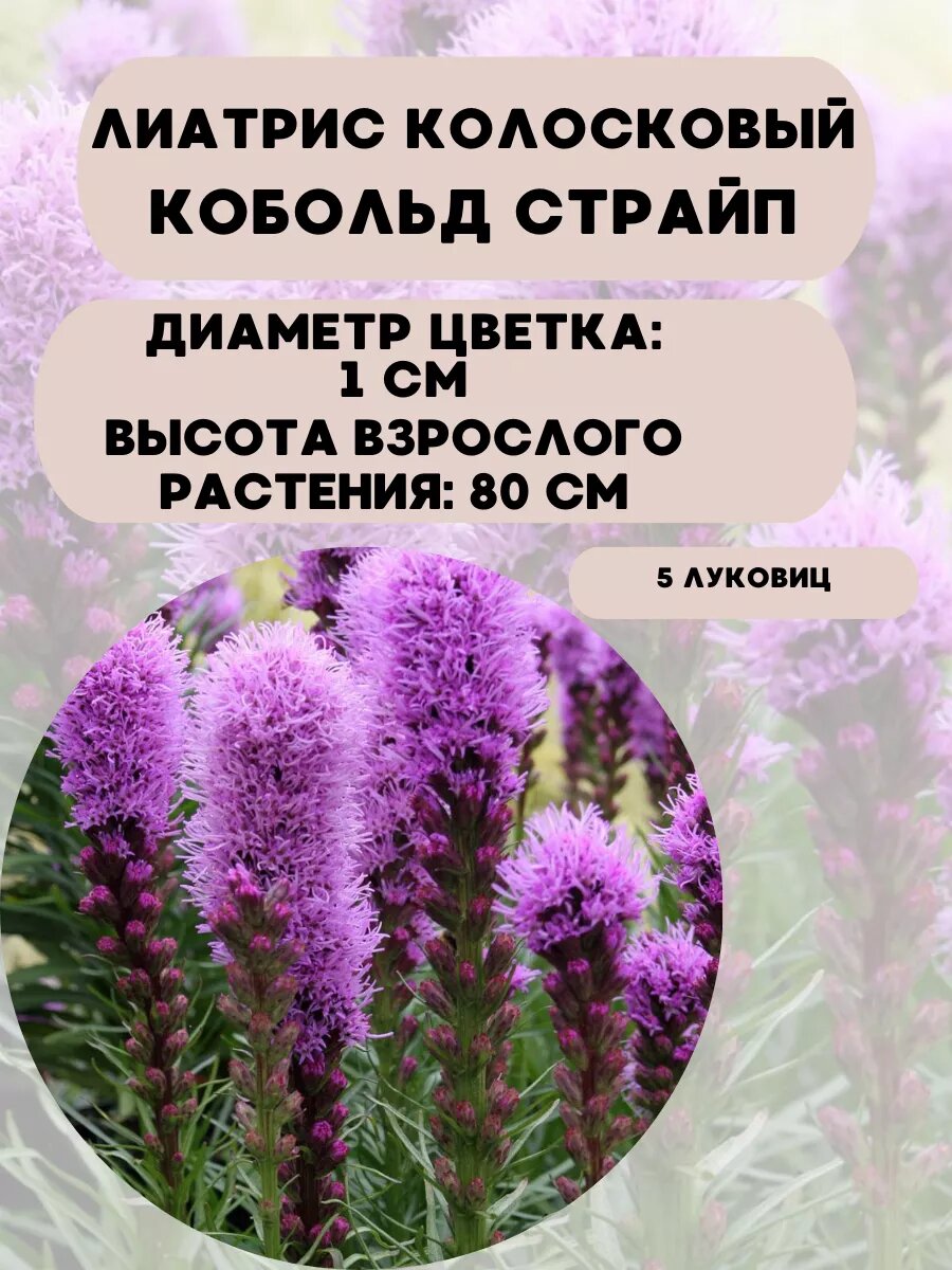 Лиатрис колосковый/Луковицы лиатриса