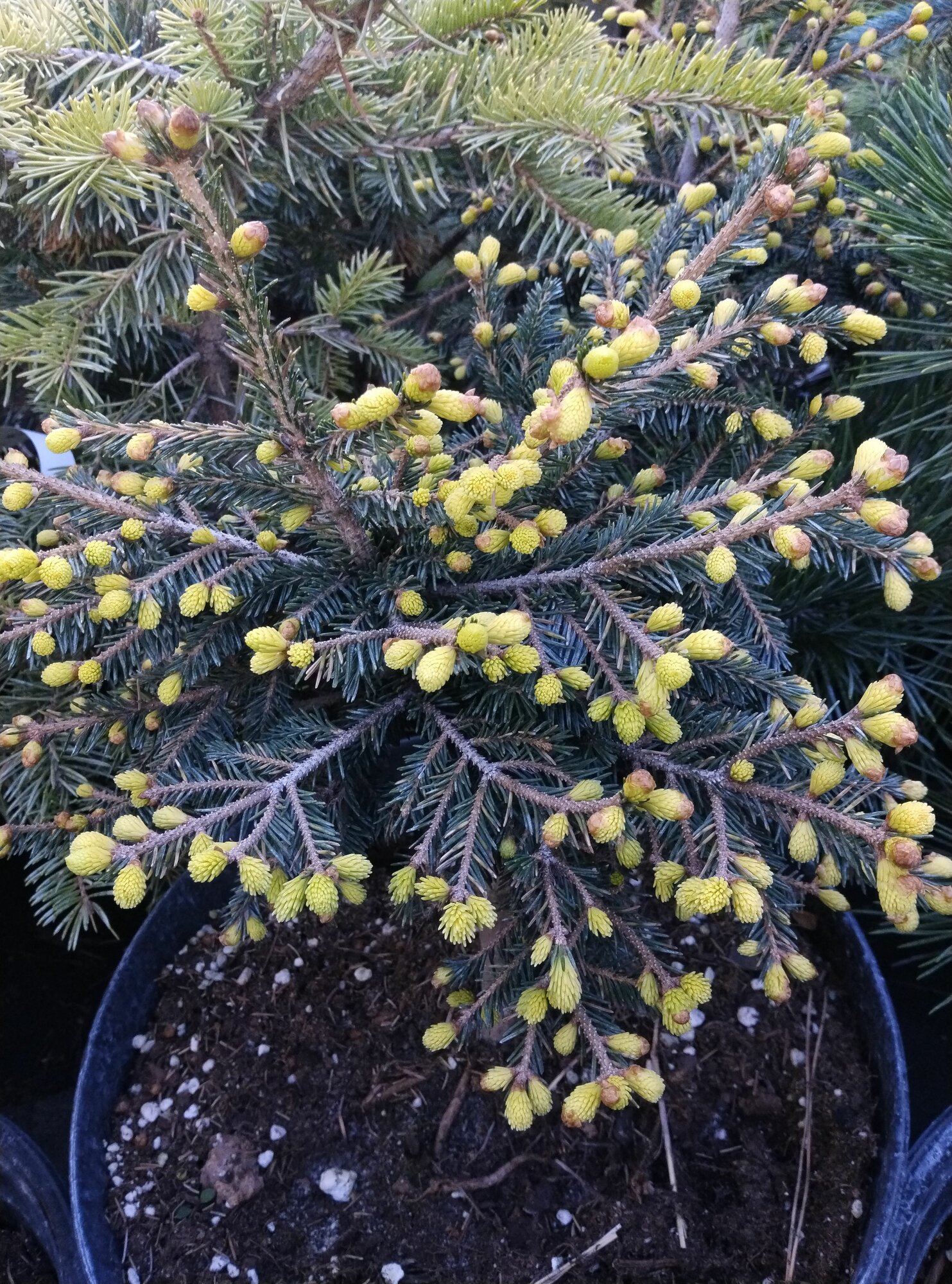 Ель восточная Скайлендс (Picea orientalis Skylands), с5