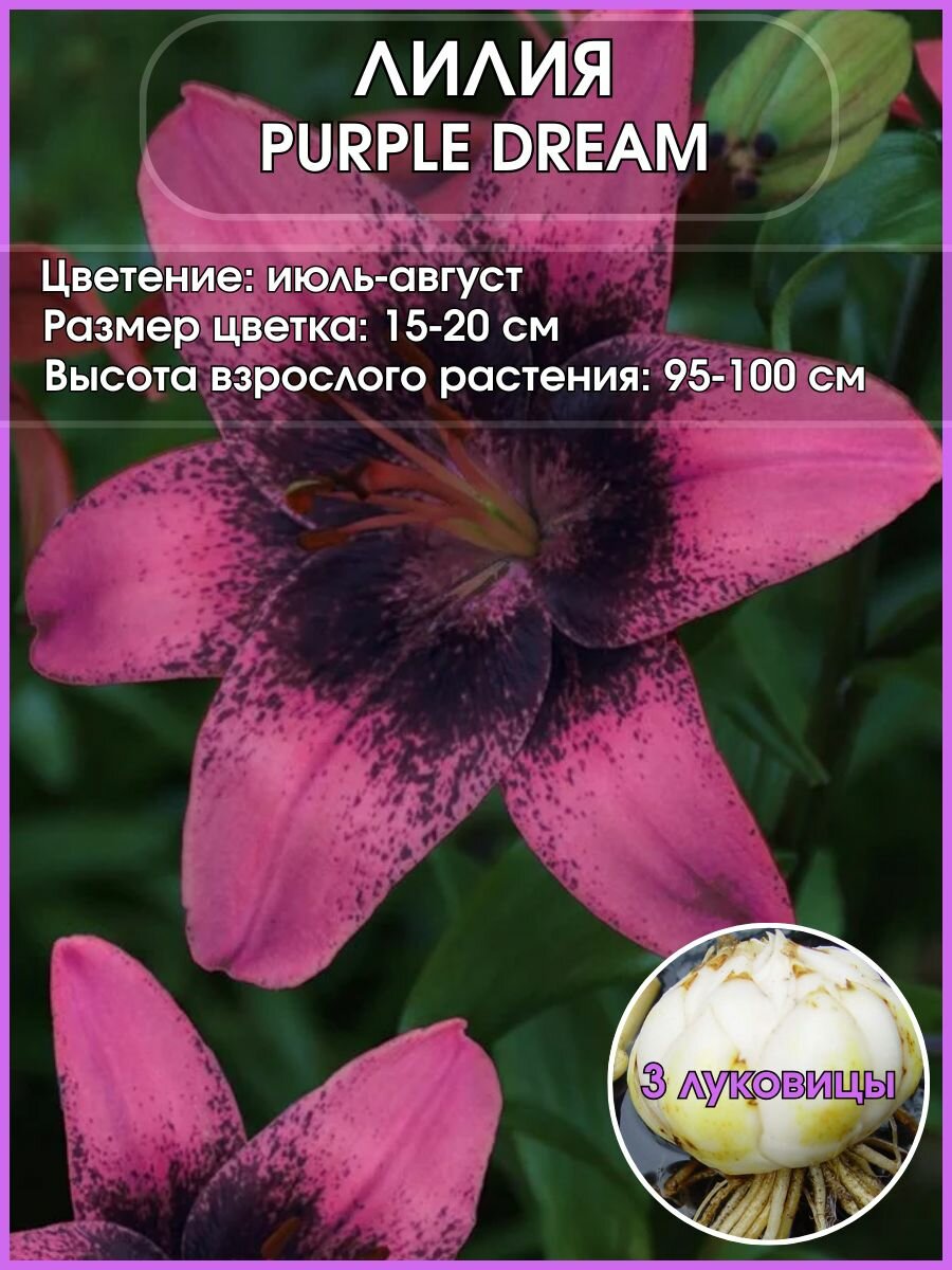 Лилия азиатская Пурпл дрим, луковицы 3 штуки