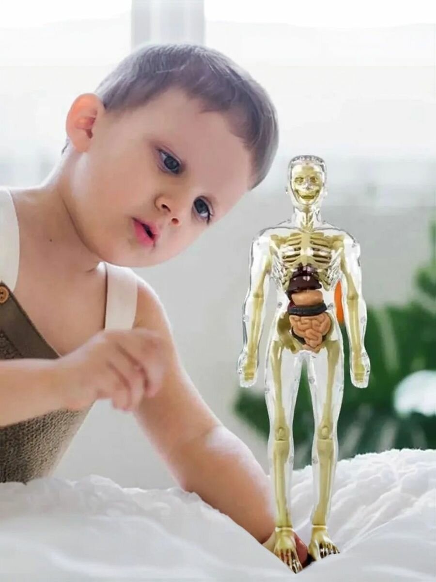 Модель строения тела человека, кости органов, съемная сборка, биоанатомия, медицина, 3d тело, внутренние органы, детские игрушки(прозрачный)