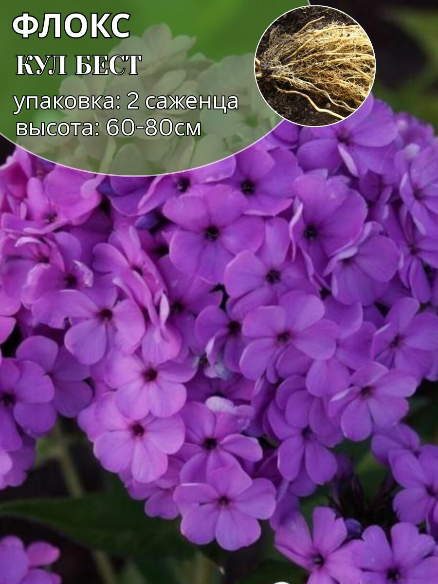Флокс Кул бест, 2 саженца