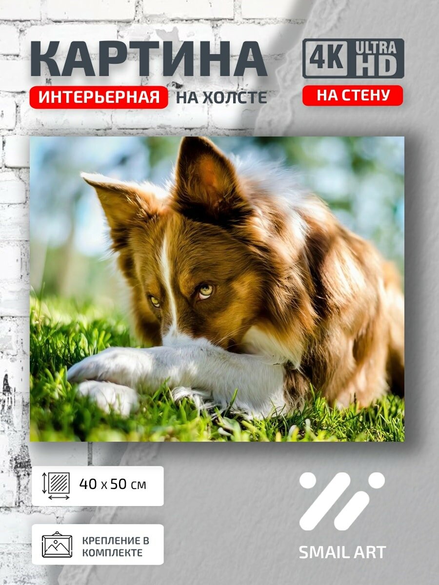 Картина на холсте интерьерная 40 на 50 на стену Взгляд собаки для студии атмосфера