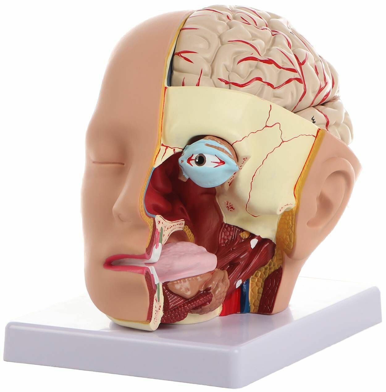 Макет "Голова человека", разборная анатомическая 3D модель, наглядный материал по анатомии для школьников и студентов, набор по биологии для исследований строение тела, 20 х 20 х 15 см