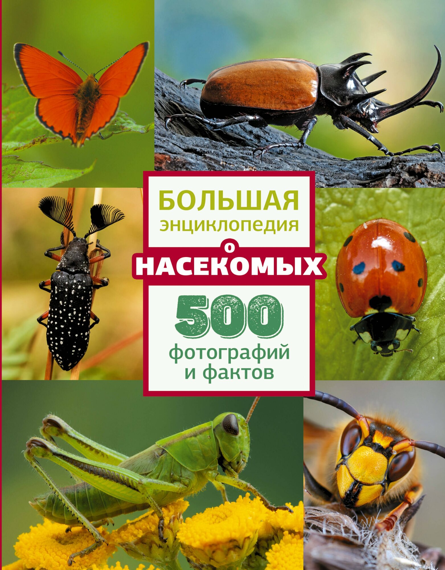Книга: "Большая энциклопедия о насекомых. 500 фотографий и фактов" от Спектор А, русский язык, Естественные науки
