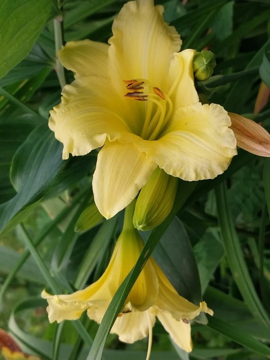 Лилейник Биг Тайм Хэппи