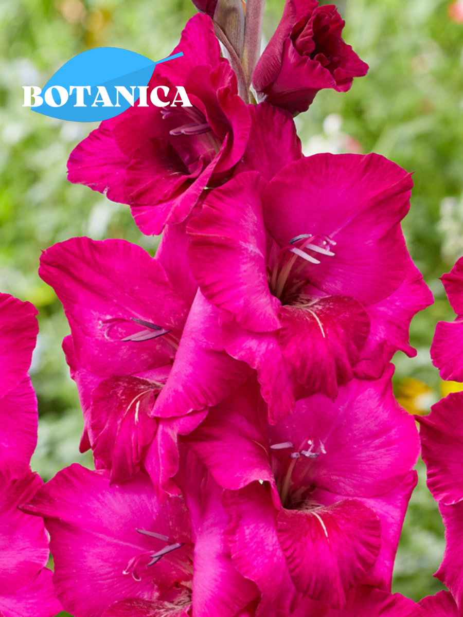 Луковицы цветов, botanica garden, Гладиолус Натан ( 2 луковицы )