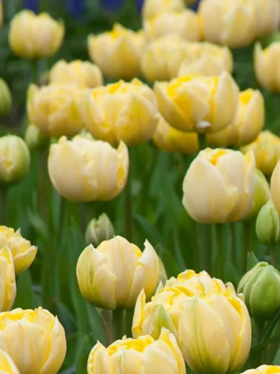 Тюльпан Еллоу Маунтин махровый поздний 2 шт