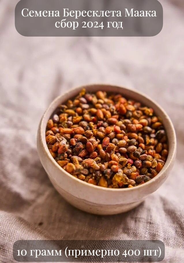 Семена Бересклета Маака, 10 грамм (примерно 400 шт)