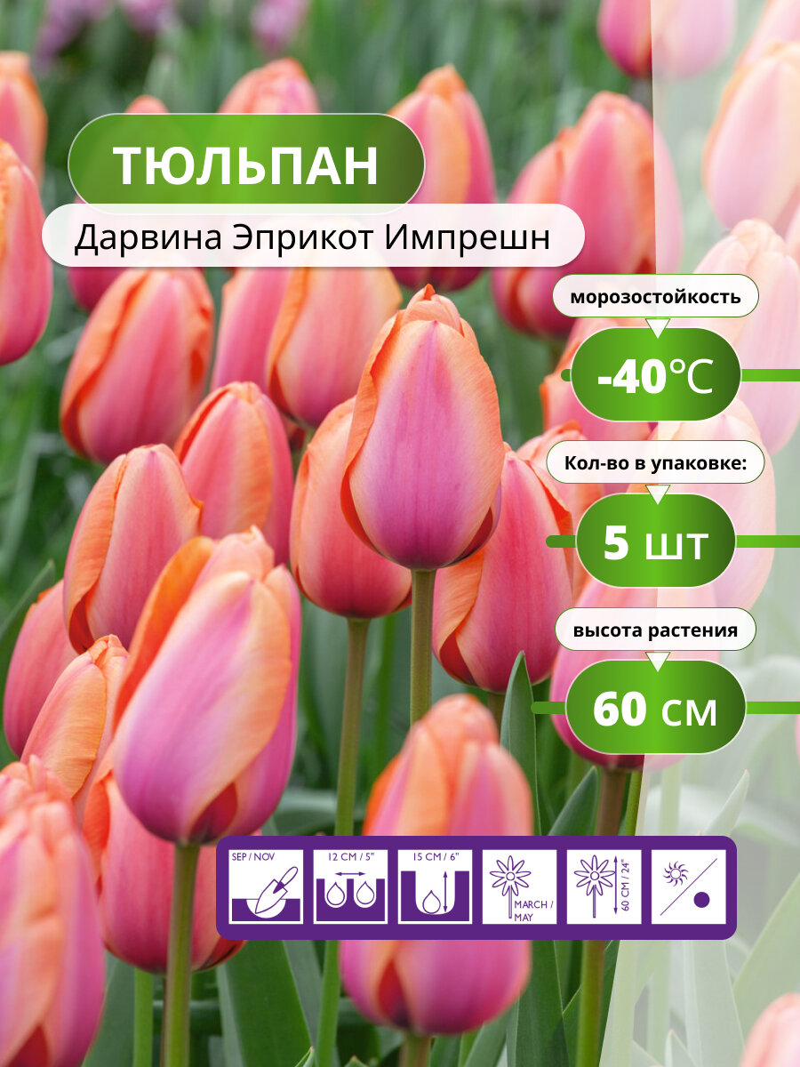 Тюльпан Дарвина Эприкот Импрешн 5 луковиц / луковичные многолетние цветы