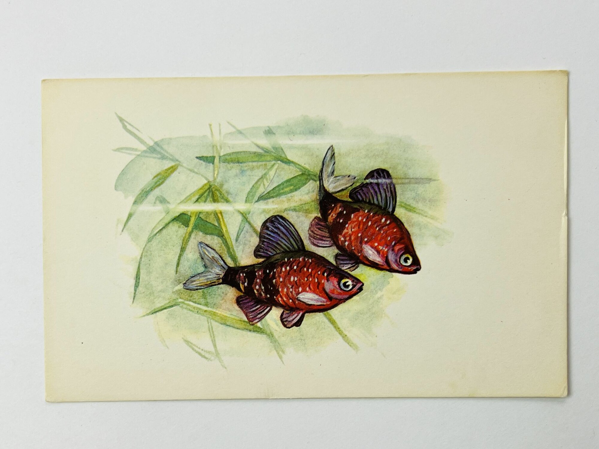 Аквариумные рыбы: Черный Барбус. Открытка