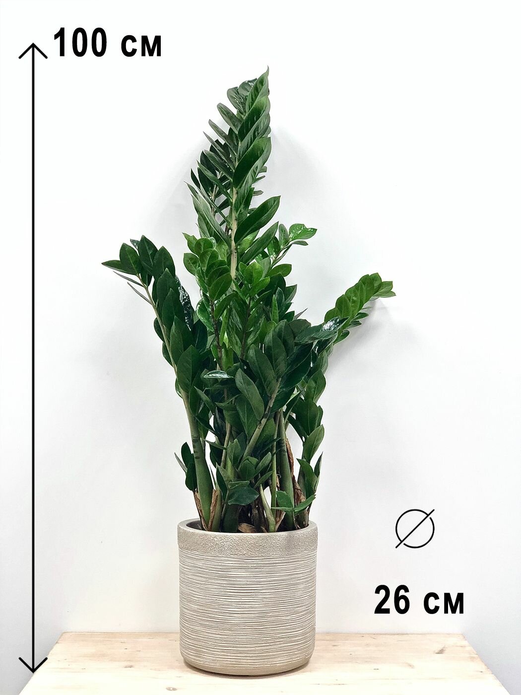 Замиокулькас в керамическом кремовом кашпо Флоранжери, высота композиции 95-100см