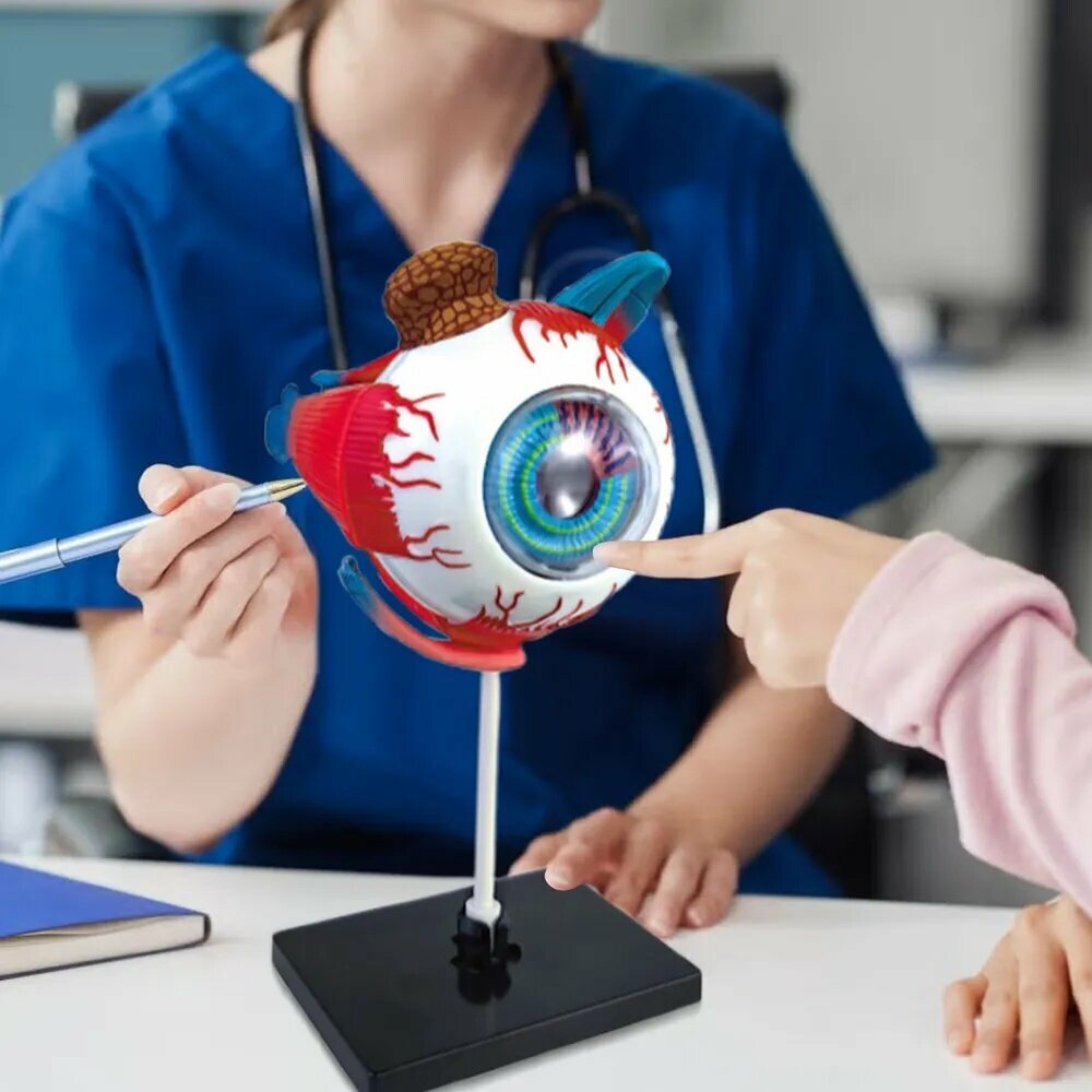 Разборная анатомическая модель глазного яблока человека
