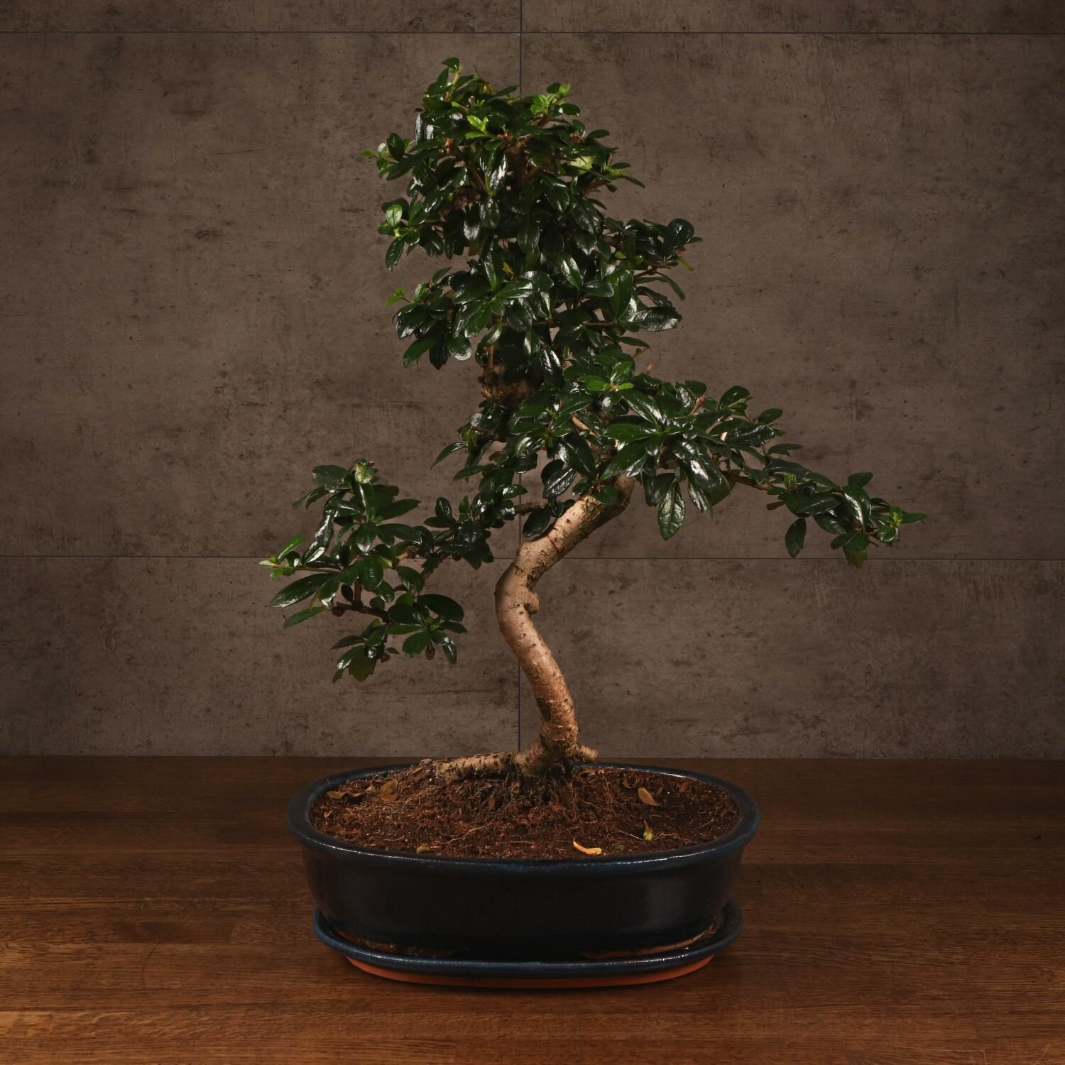 Бонсай Кармона 53 см