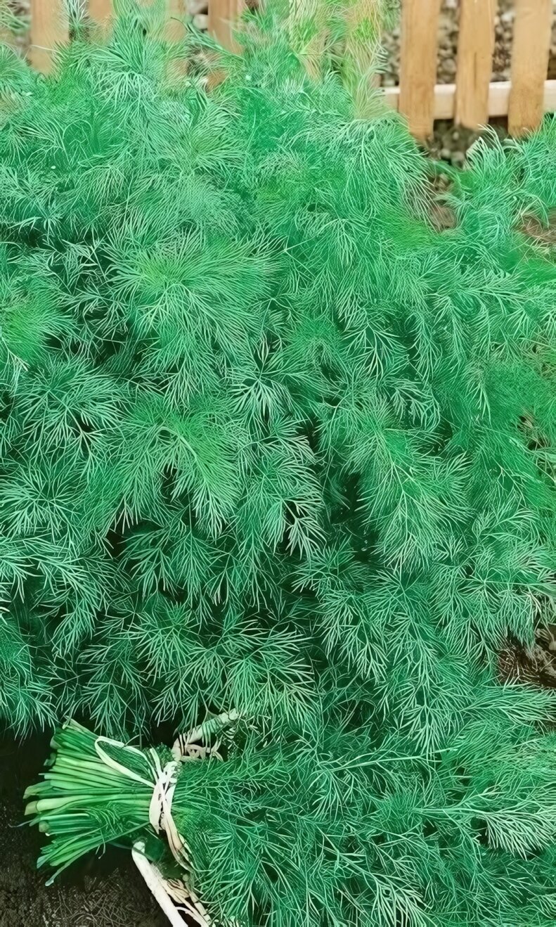 Семена укропа Аллигатор 1 г, медленное стеблевание, свежая крона 160 см, урожай 2,6 кг/м²