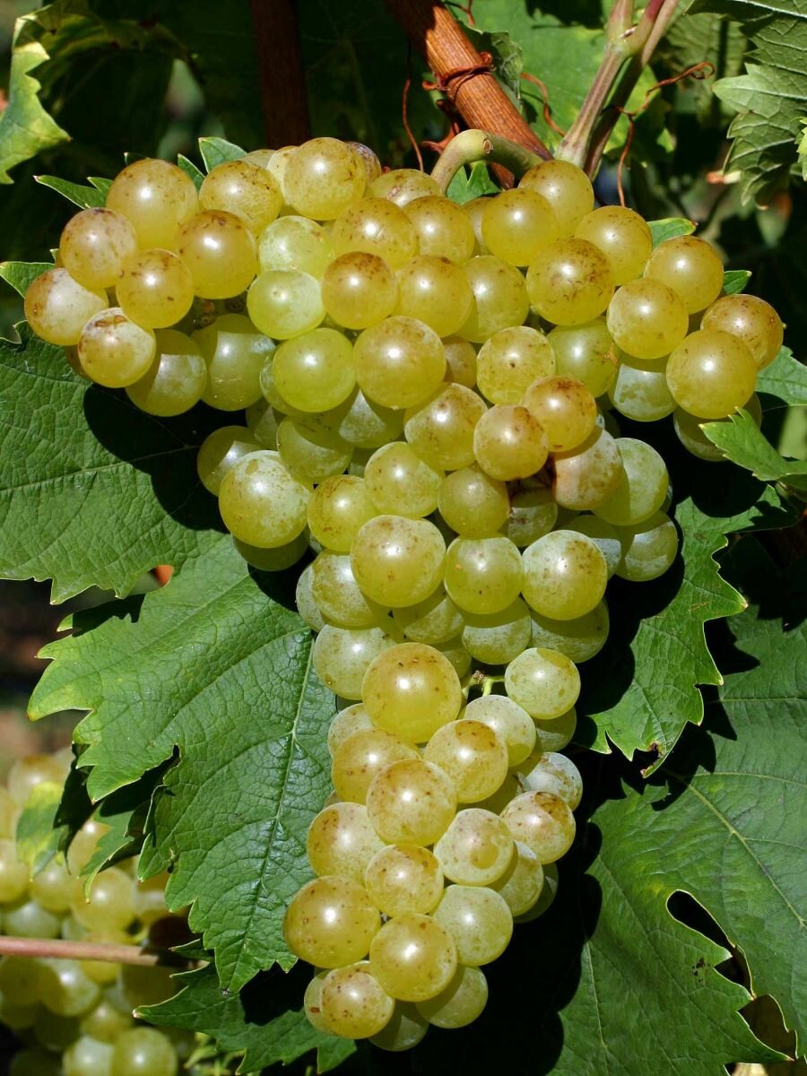 Виноград Мускат Дальневосточный, 2 шт, универсальный ранний сорт