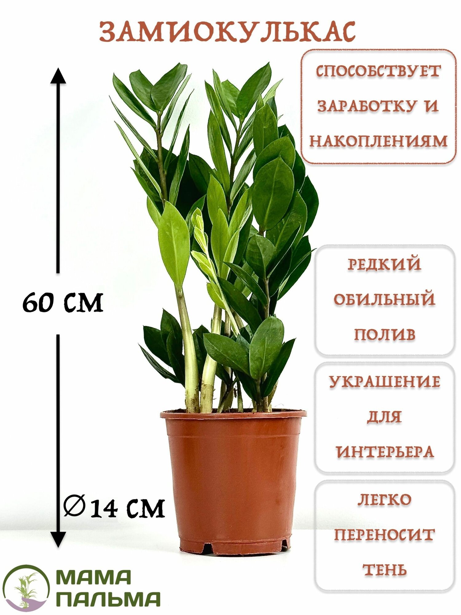 Замиокулькас живой долларовое дерево в горшке D14 высота 60 см