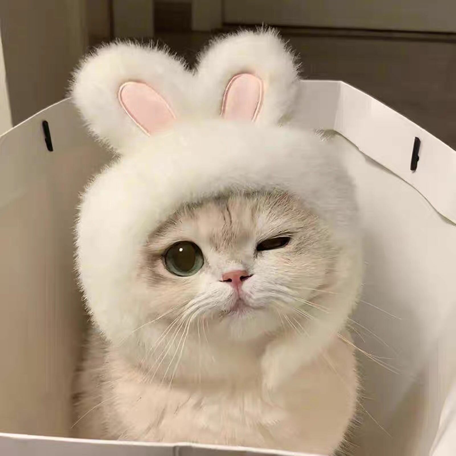 Шляпа для питомца для животных
