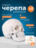 Модель черепа "Bone", разборная, 1:1, анатомическая, поливинилхлорид