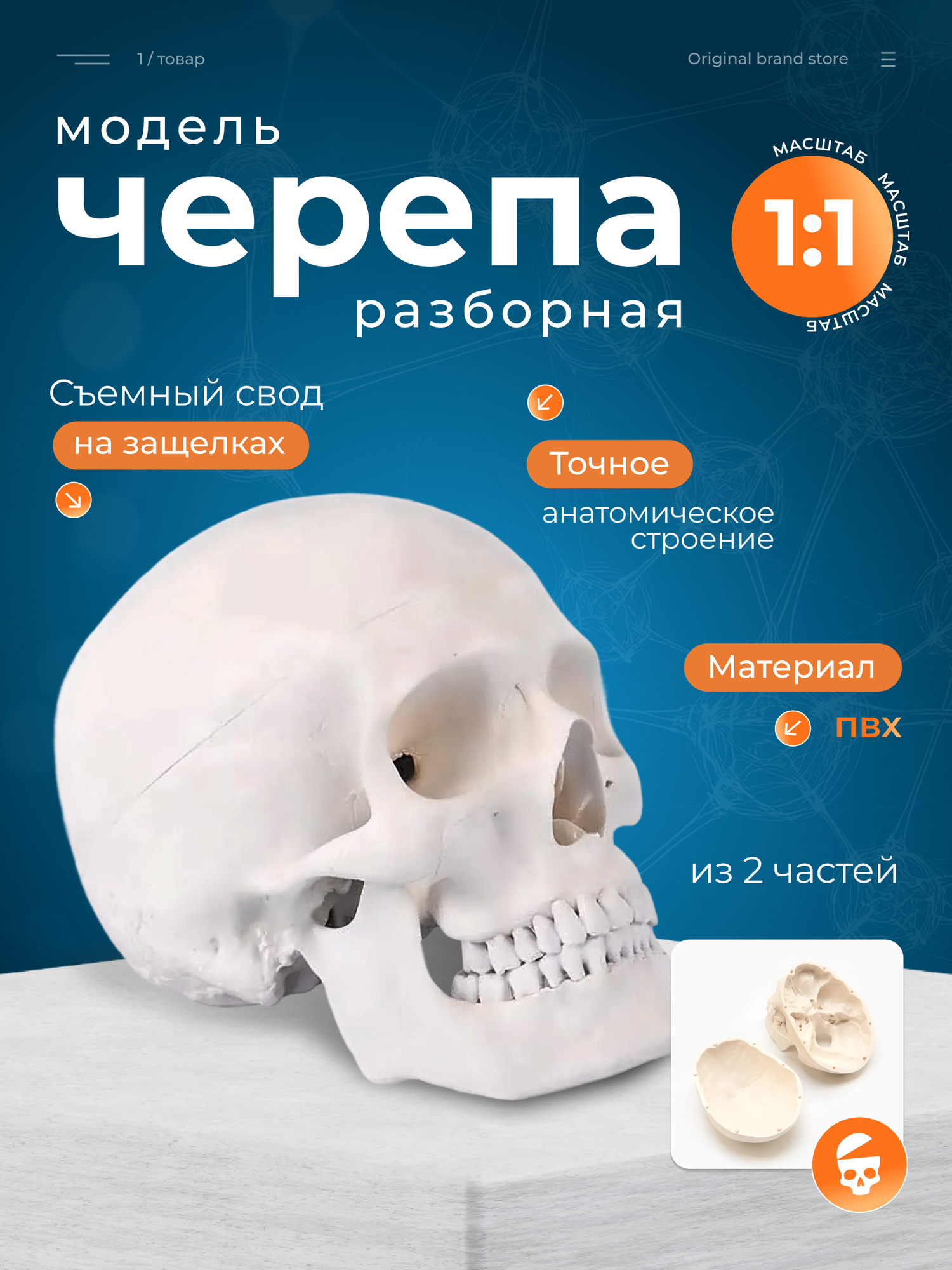 Модель черепа "Bone", разборная, 1:1, анатомическая, поливинилхлорид