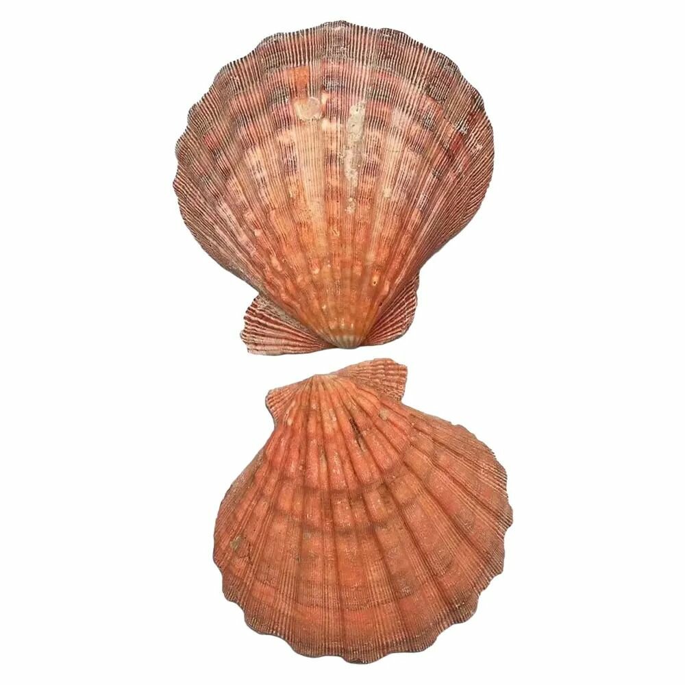 Натуральные раковины гребешка темно-красного цвета для декора интерьера в наборе из 2 шт