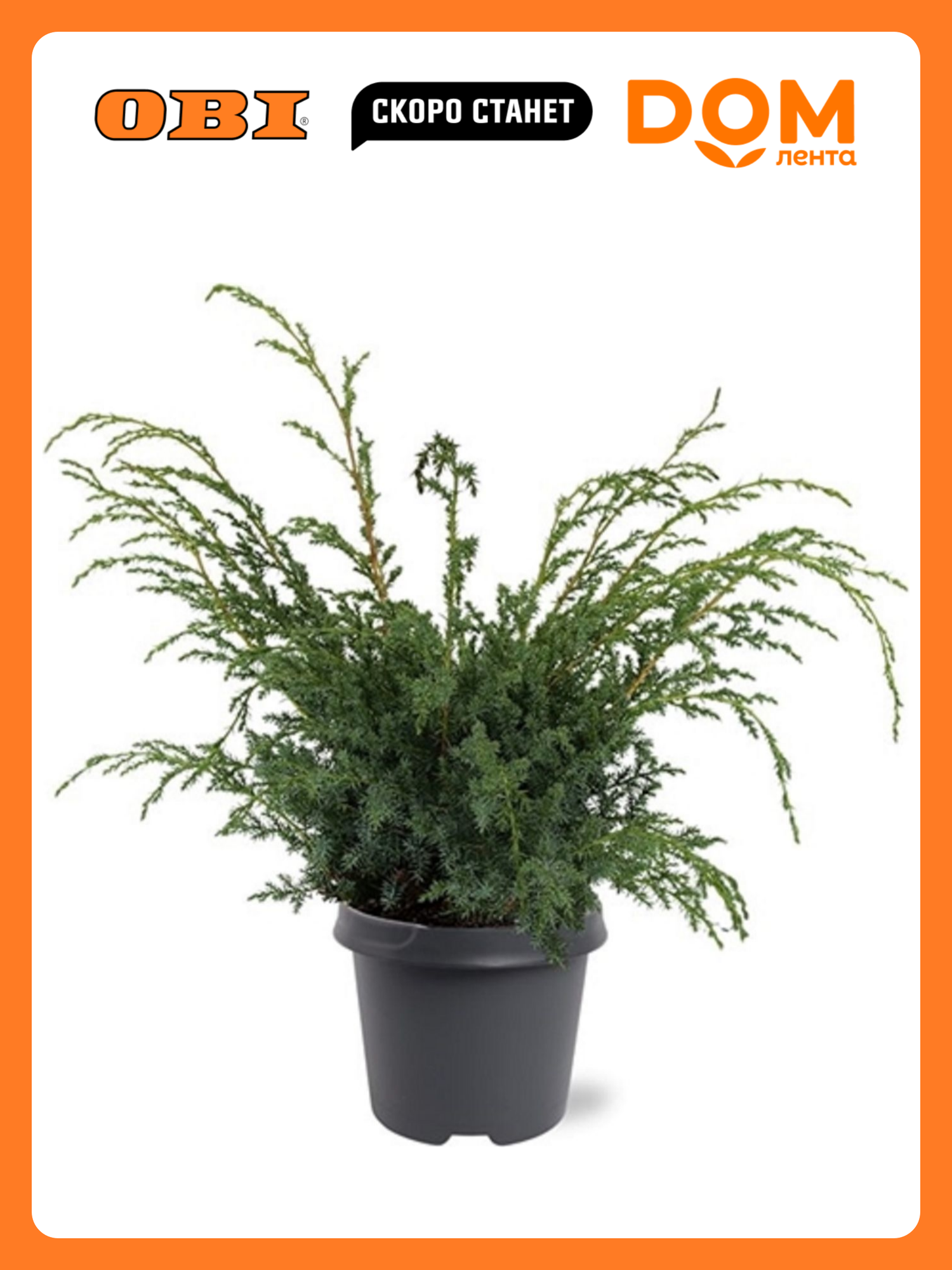 Можжевельник Блю Альпс 883042, многолетнее, декоративное растение, хвойные