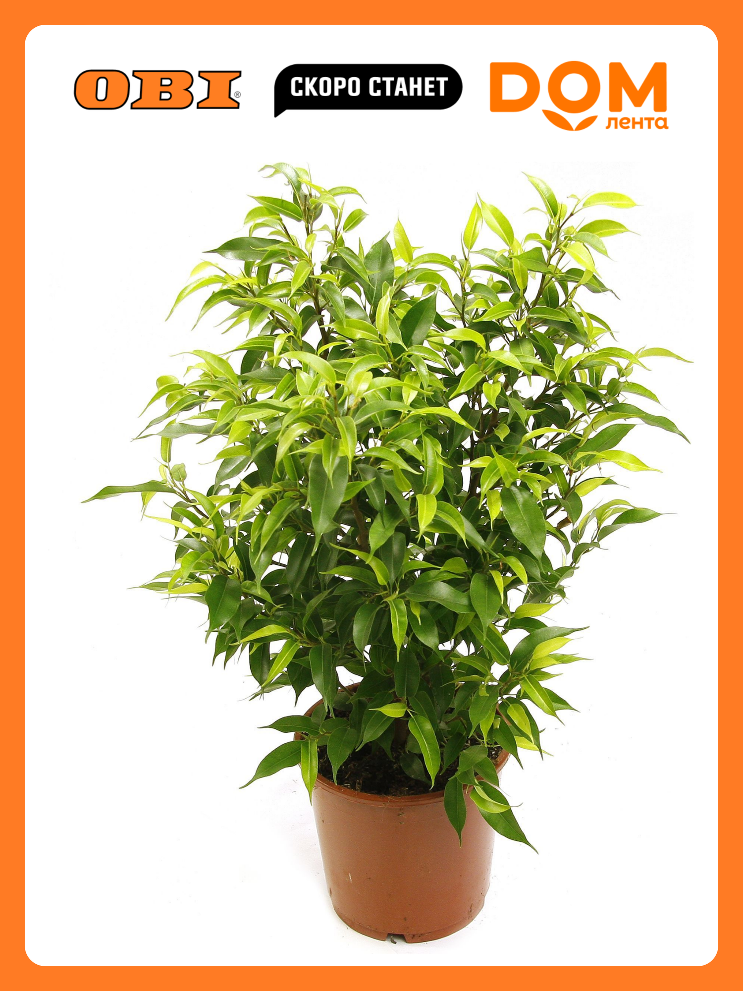 Фикус Бенджамина "Наташа", высота 30 см, диаметр горшка 12 см