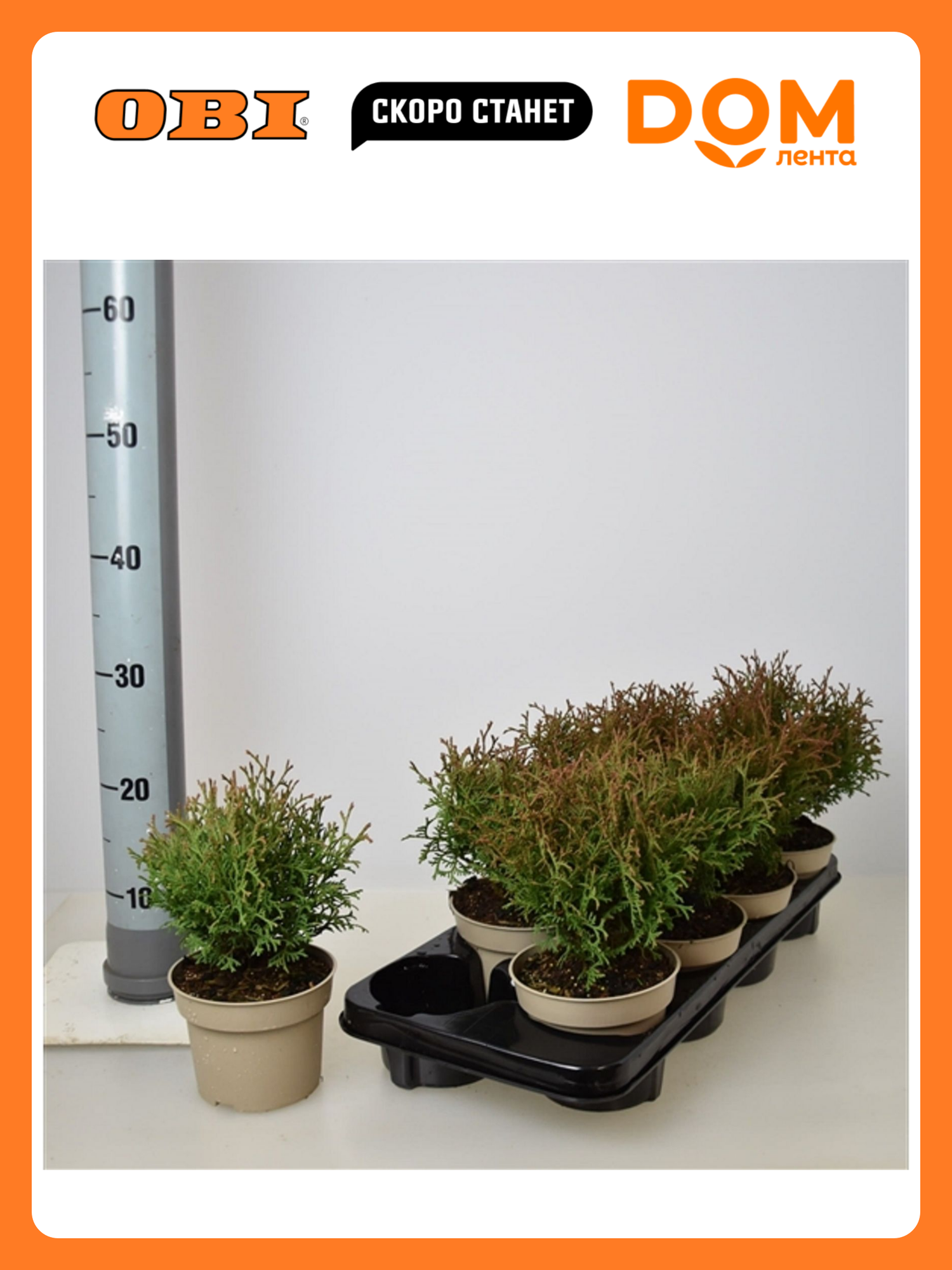 Туя западная "Тини Тим", многолетнее, хвойное, декоративное растение, высота 15-20 см