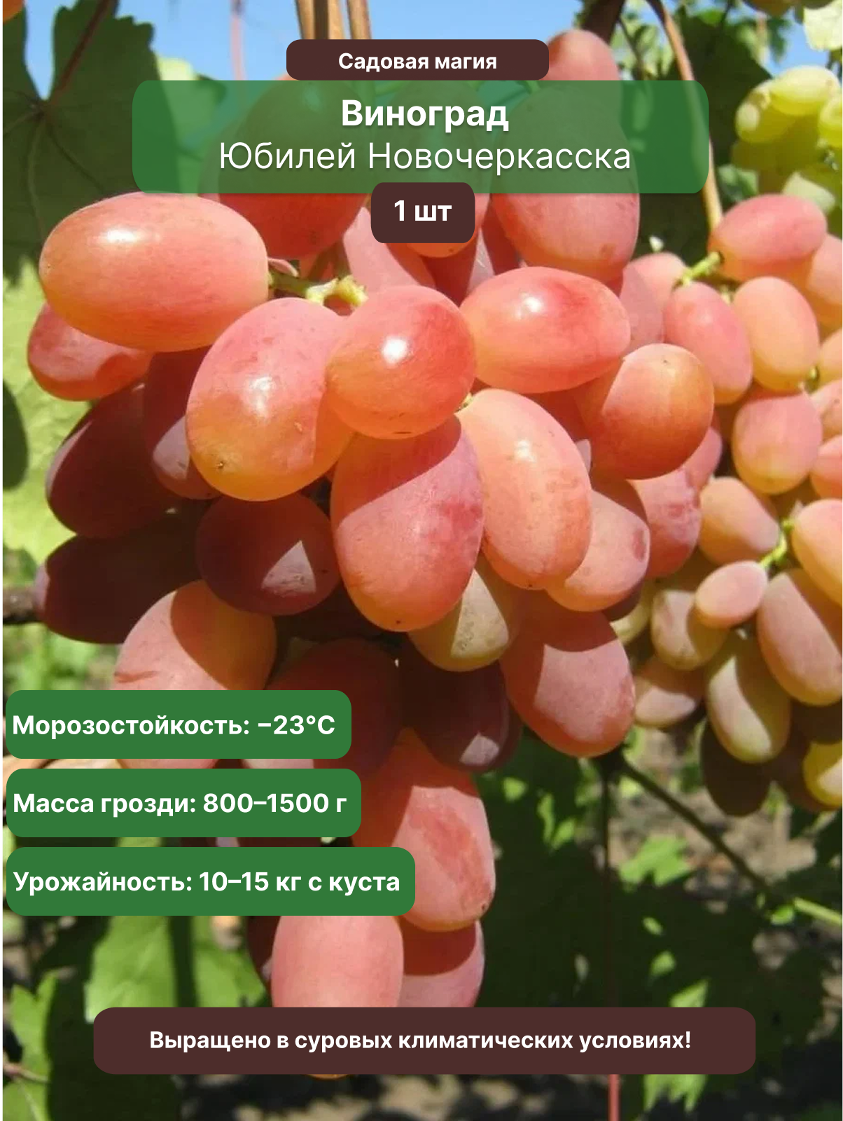 Виноград Юбилей Новочеркасска 1 шт / многолетний, морозостойкий сорт
