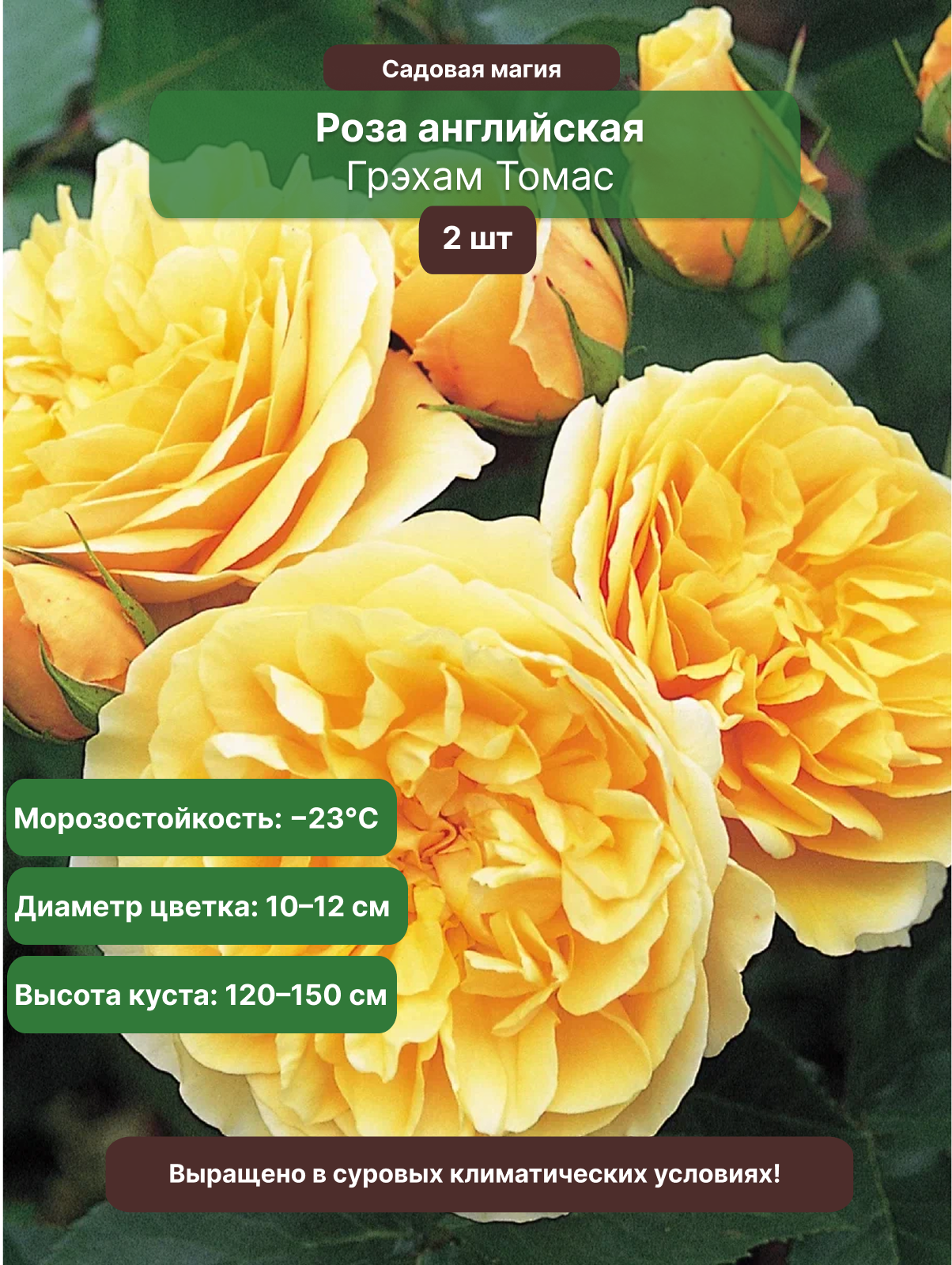 Роза английская Грэхам Томас (Graham Thomas) , 2 саж , многолетняя