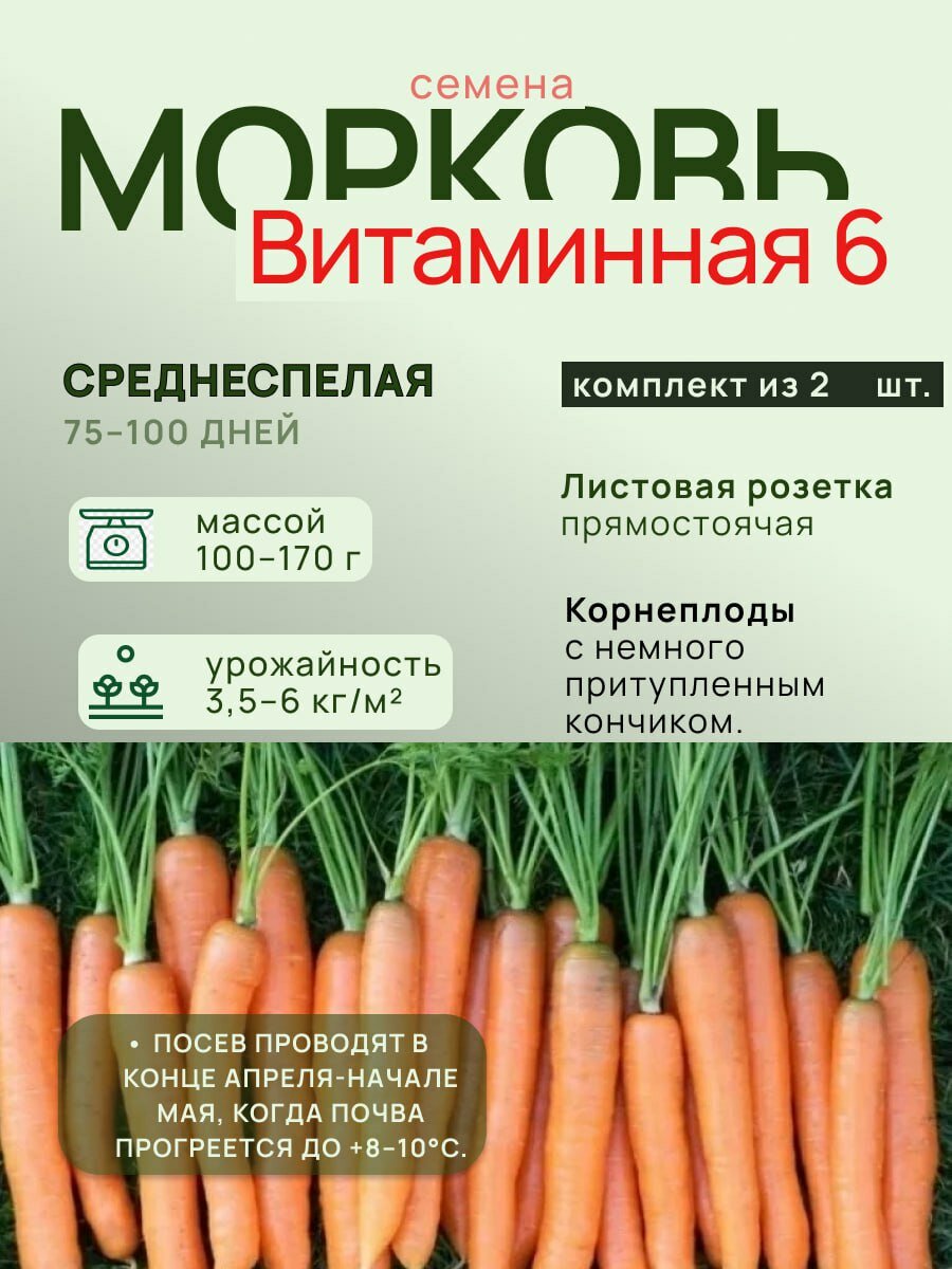 Семена моркови сорт "Витаминная 6", с высоким содержанием каротина, 2 пакета