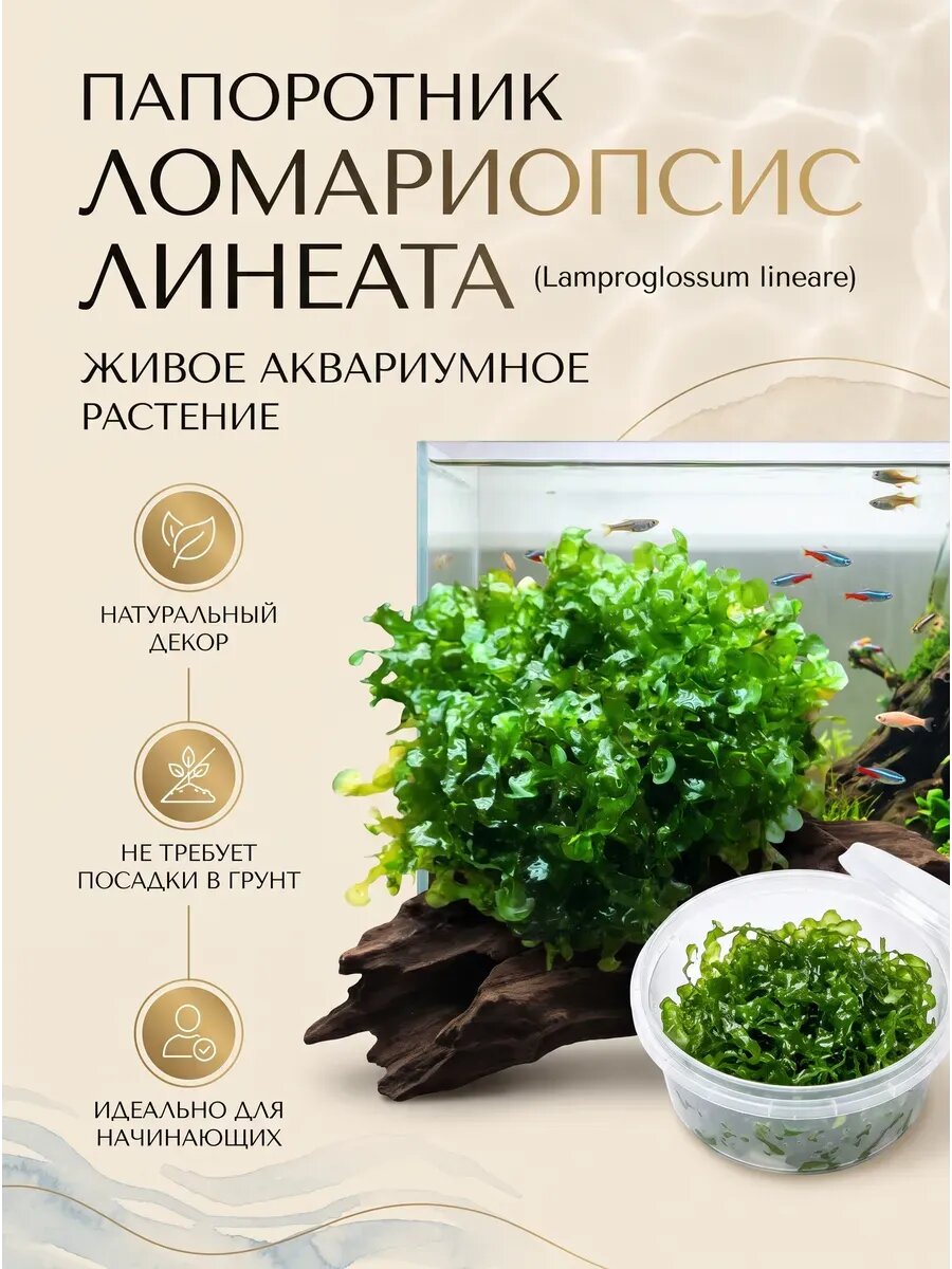 Живое аквариумное растение Папоротник Ломариопсис Линеата