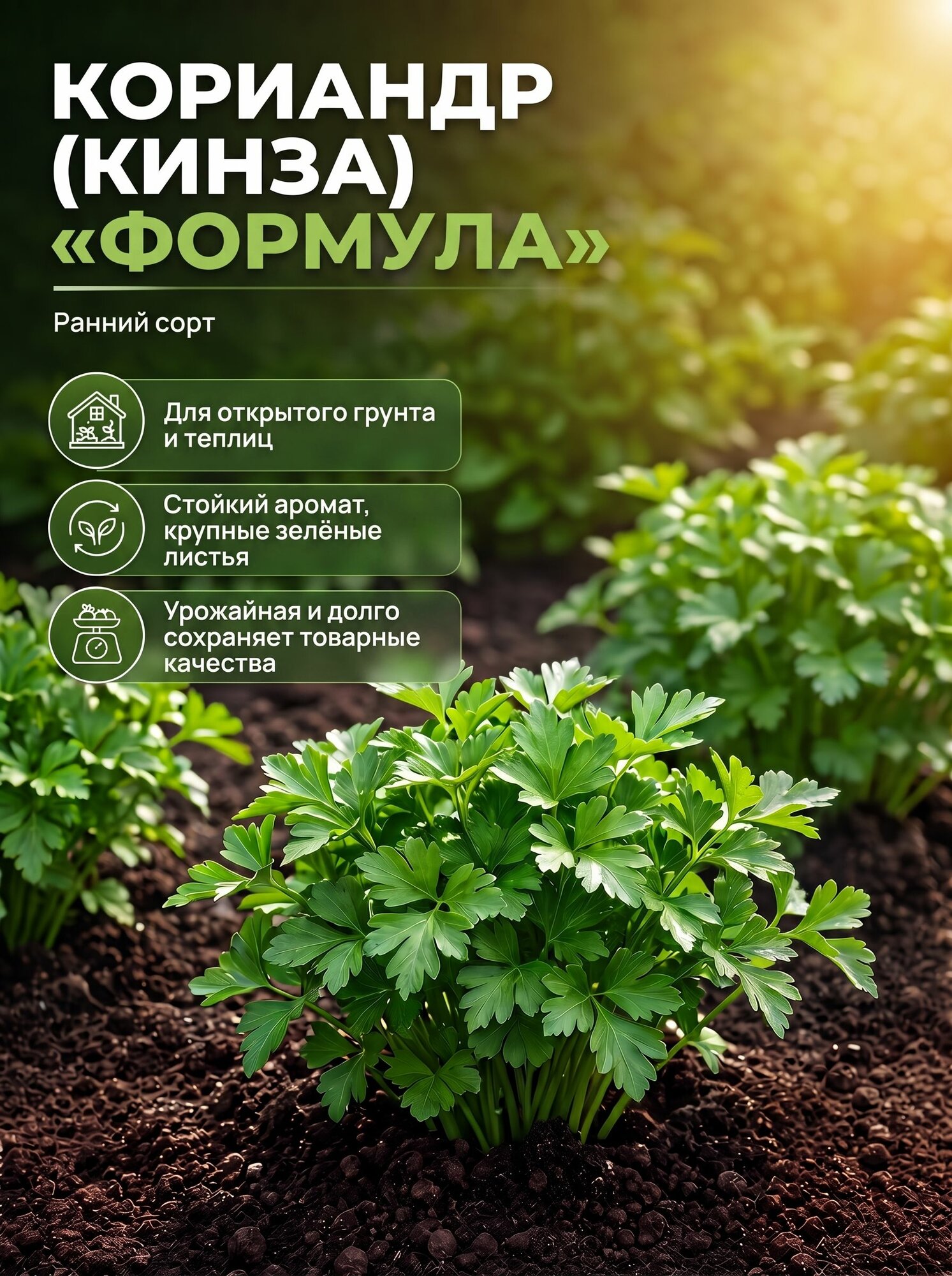 Кориандр Формула, семена