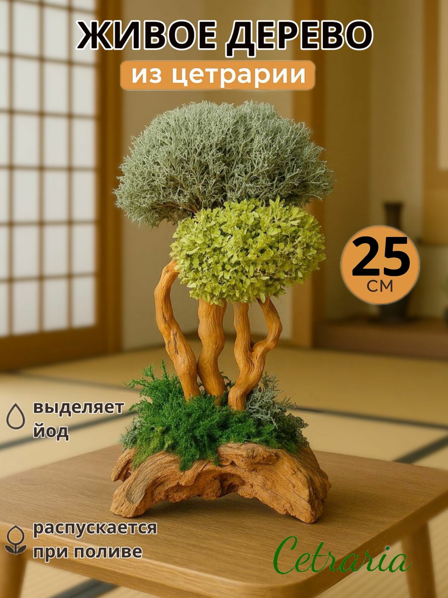 Бонсай Цетрария украшение интерьера