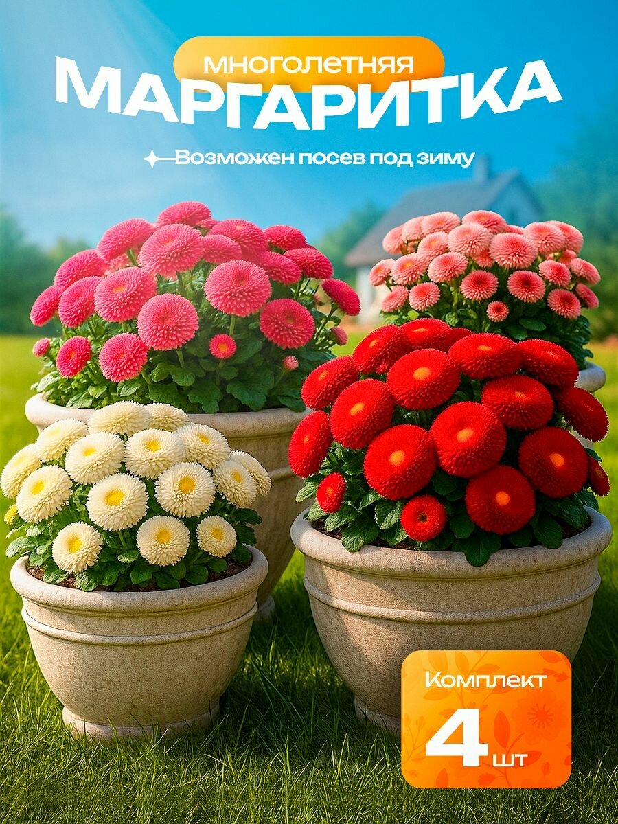 Семена цветов маргаритки