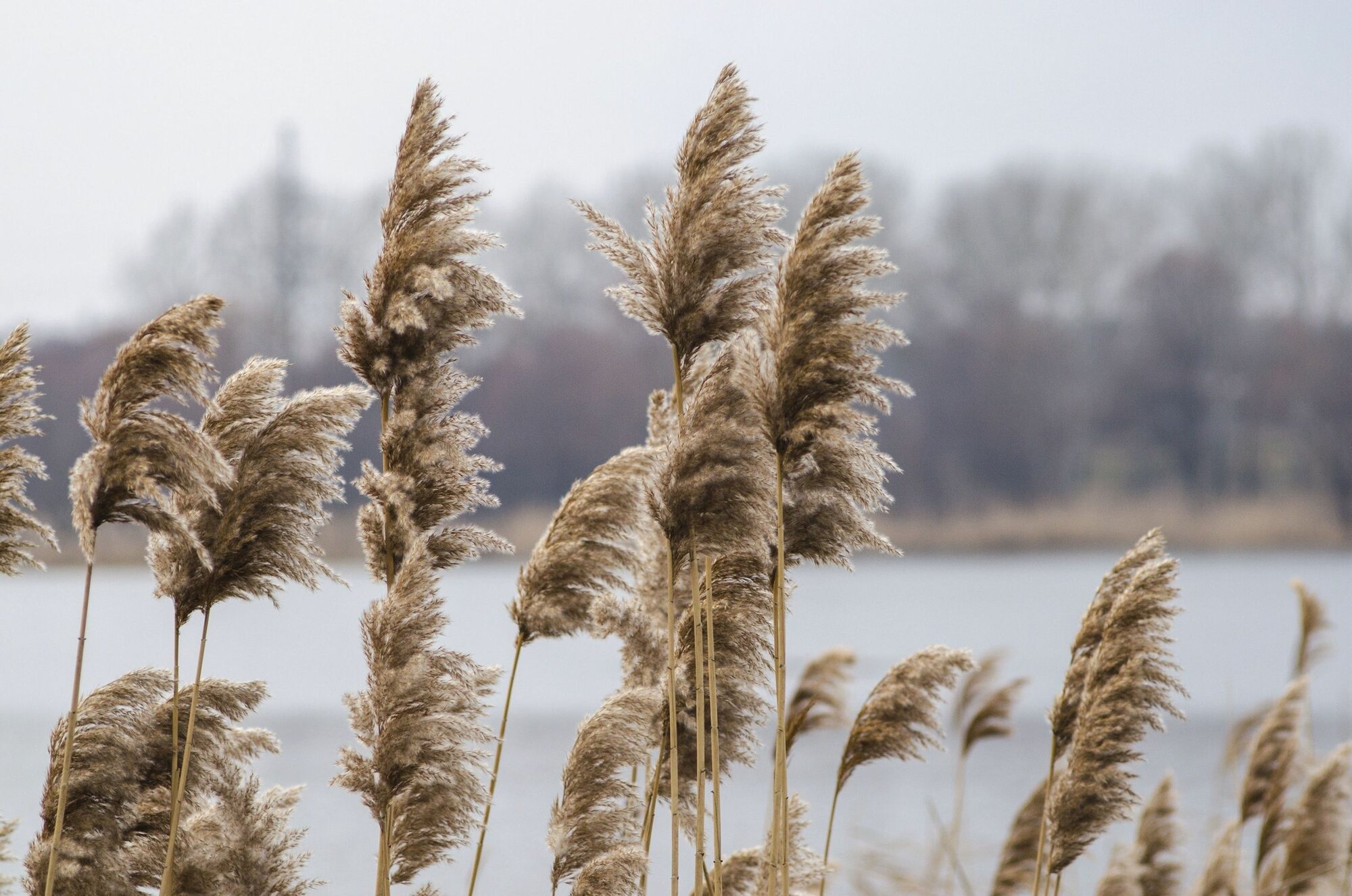 Картина Камыши 80х53 см