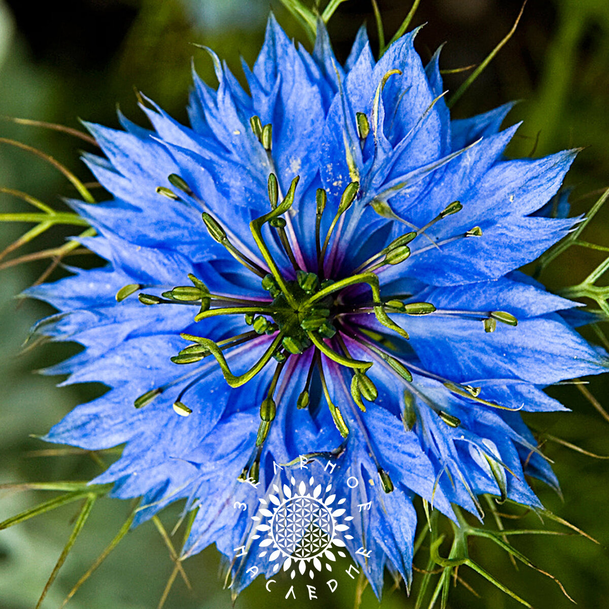 Семена Чёрный тмин (лат. Nigella sativa) 250шт