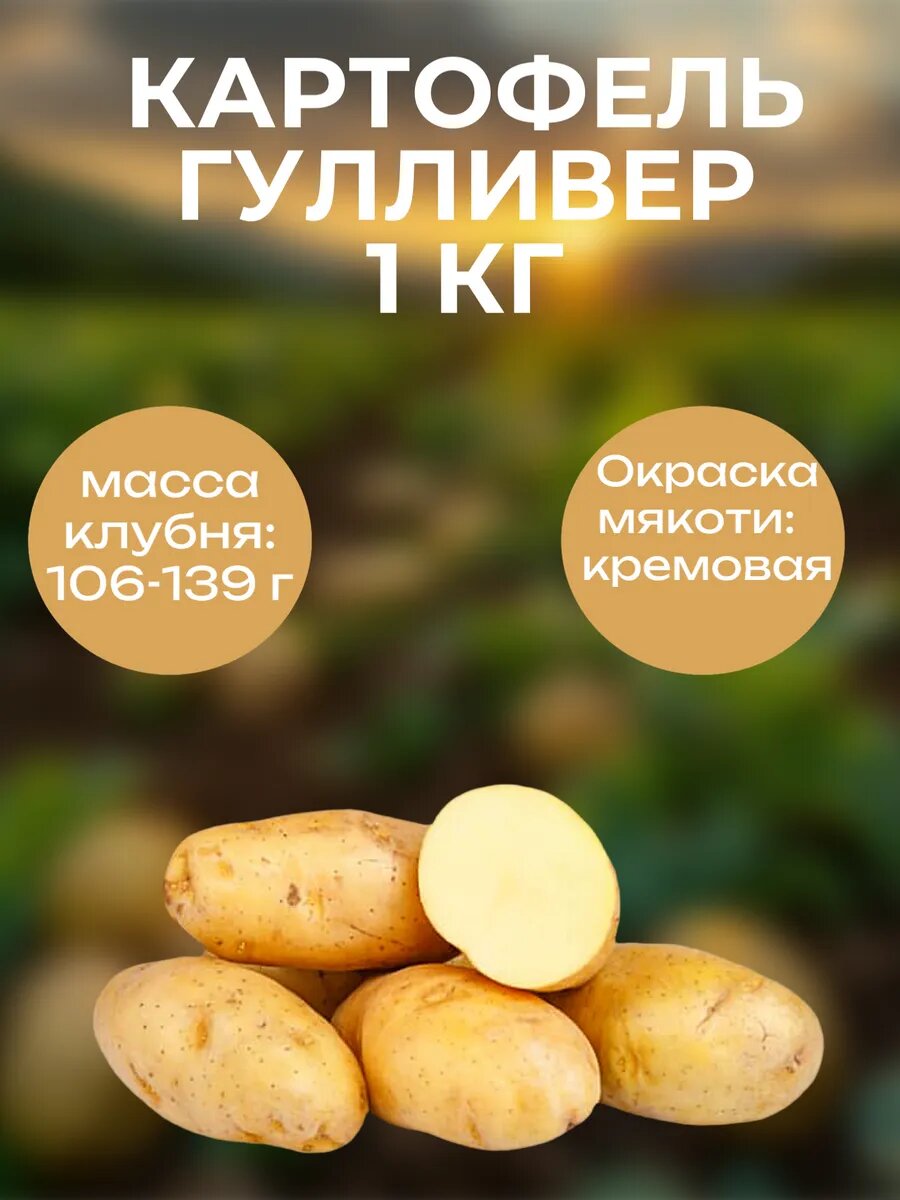 Картофель семенной Гулливер, 1 кг
