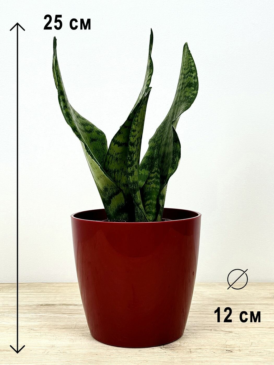 Сансевиерия Зейланика в пластиковом красном кашпо, высота композиции 25-30см