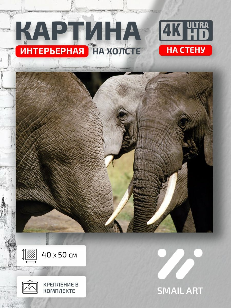 Картина на холсте интерьерная 40 на 50 на стену Слоны Animal для гостиной animal style