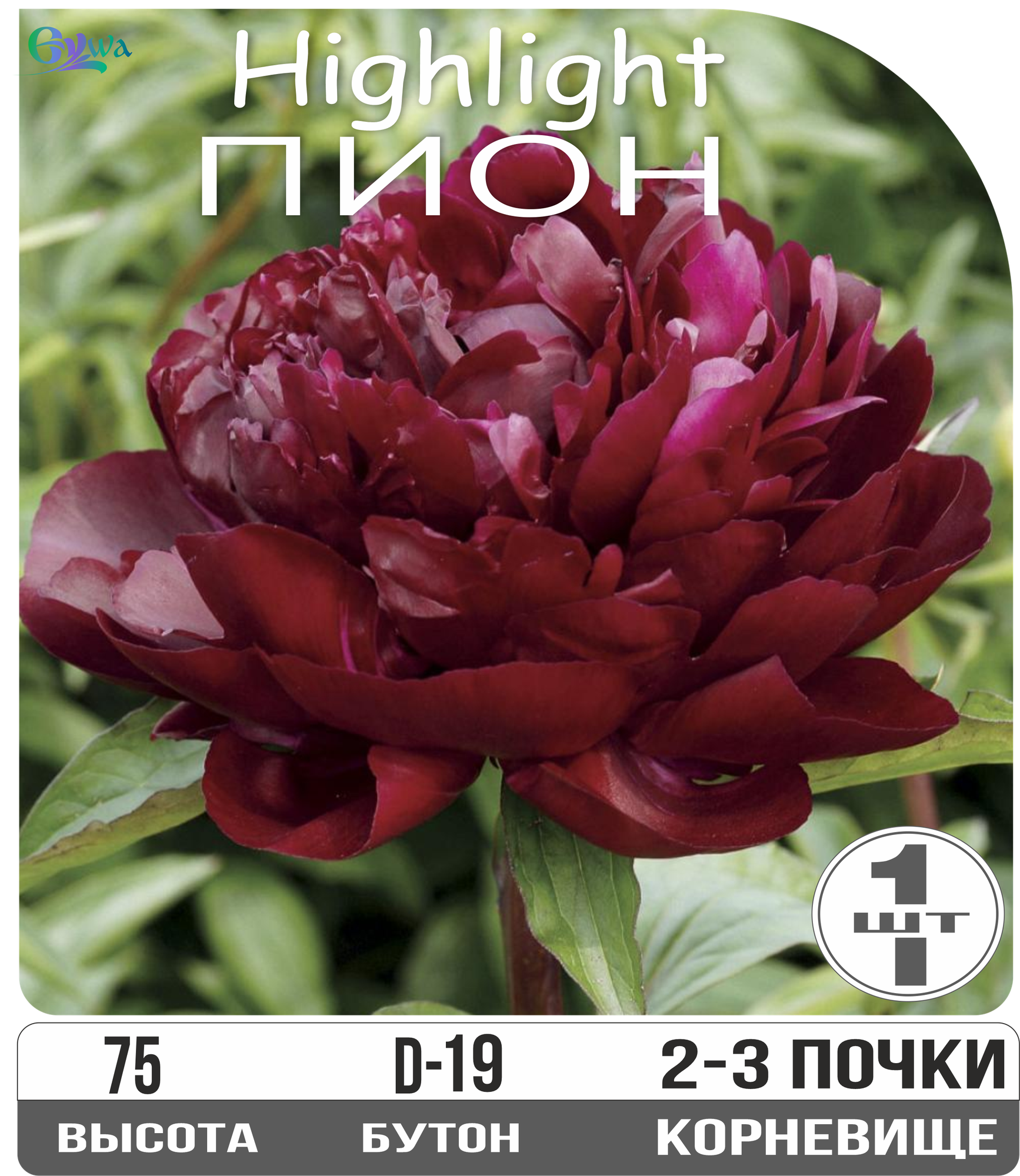 Пион Коревище, Хайлайт, 2-3 почки, многолетник, высота 75 см, темно-красный