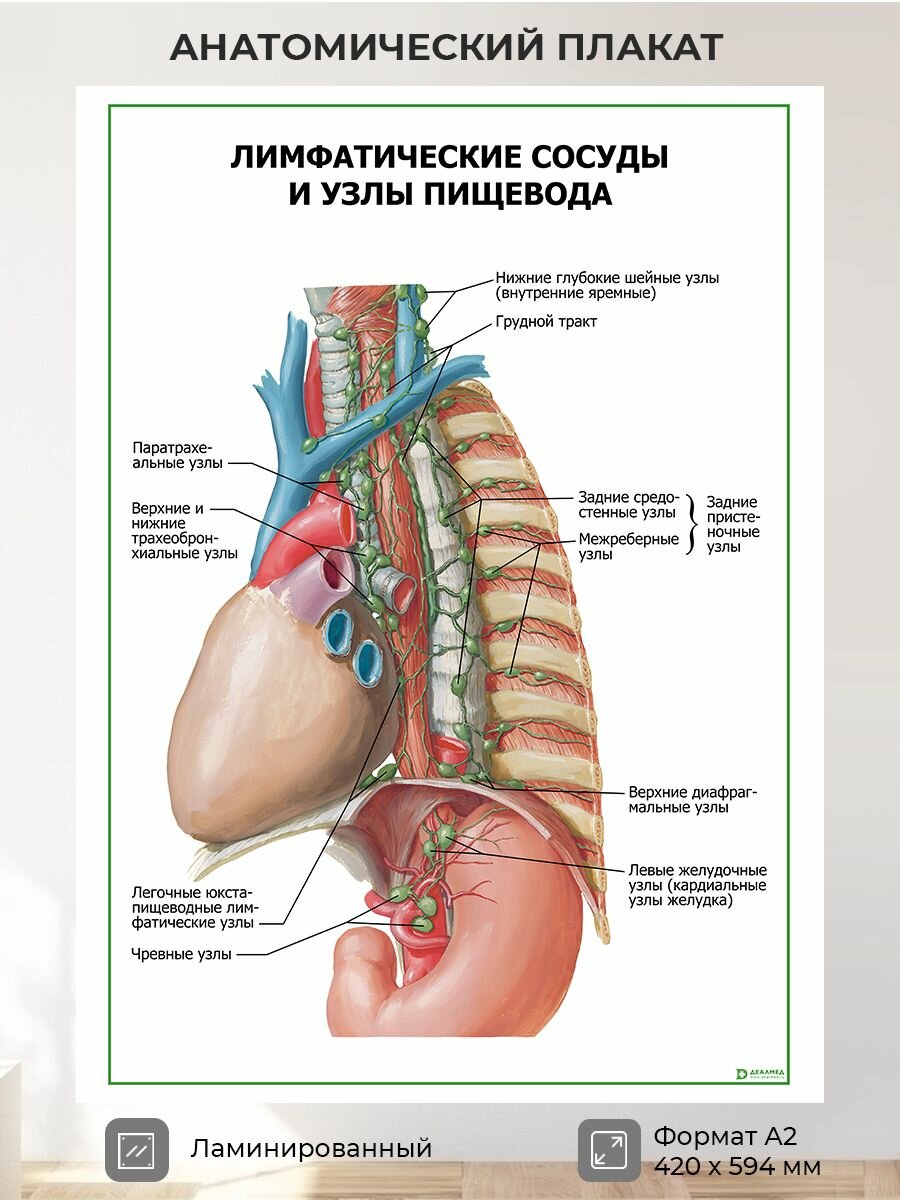 Обучающий медицинский плакат ламинированный формат А2 Лимфатические сосуды и узлы пищевода