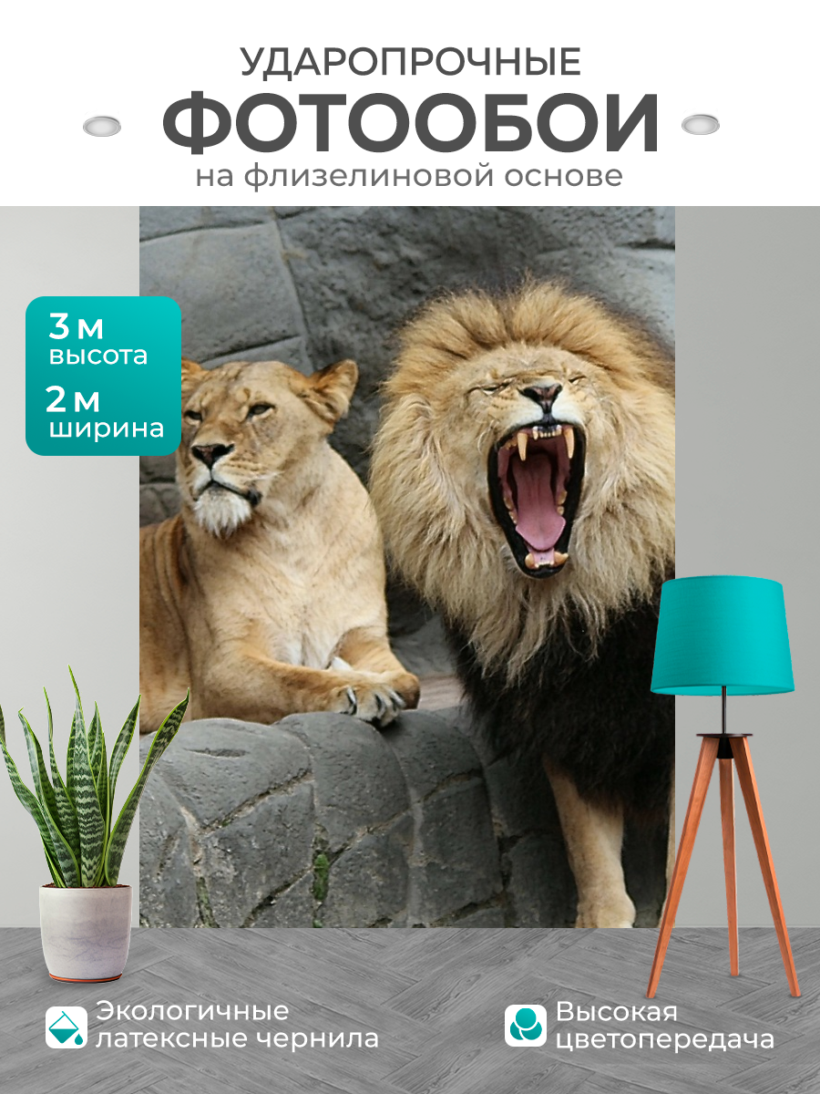 Фотообои моющиеся ударопрочные "Лев, пантера лев, львица" 200x300 см. флизелиновые на стену