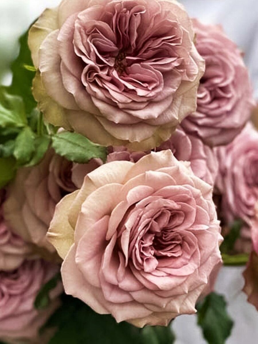 Роза чайно-гибридная Монмартр, 1 шт, цвет сиреневый, ароматная