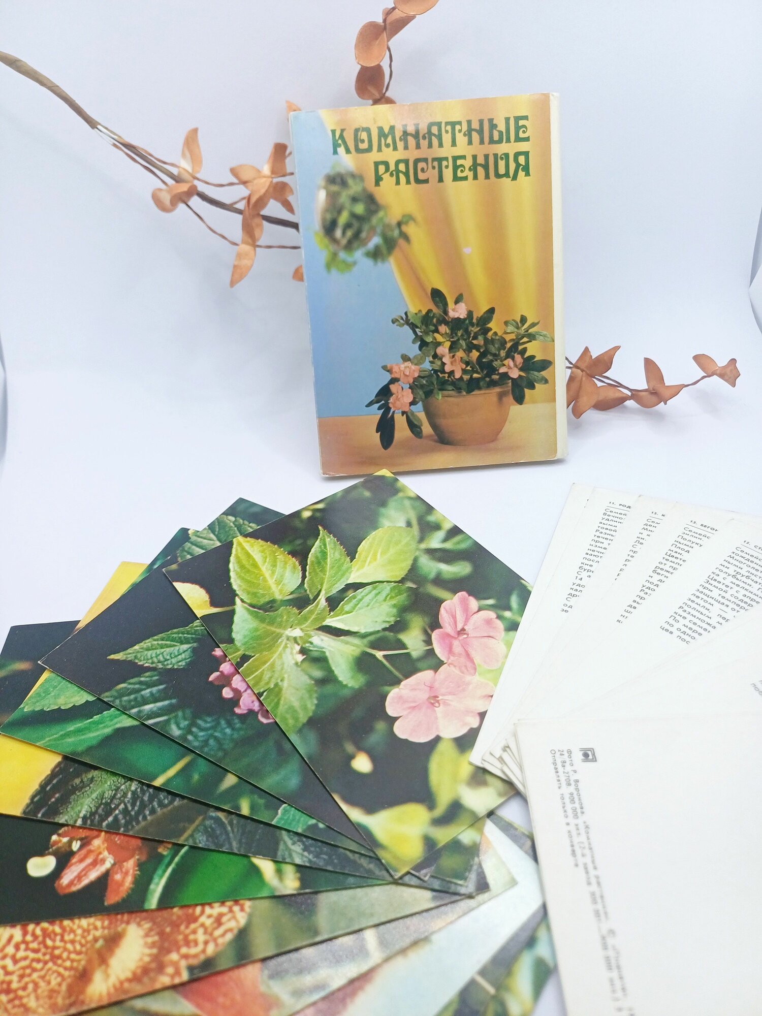 Набор почтовых открыток Комнатные растения коллекционных винтажных, фото Р. Воронова, 1983 год СССР