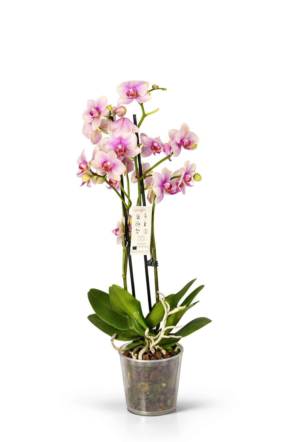 Орхидея Фаленопсис Миди, 2 цветоноса (Phalaenopsis) — роскошное цветение и изысканный акцент