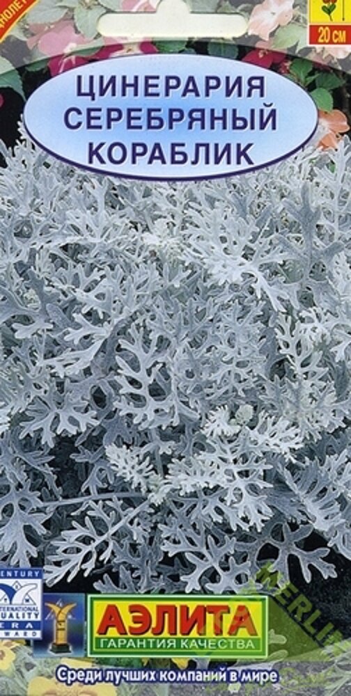Семена цветов Цинерария Серебряный кораблик серая Аэлита, (4 упак.)