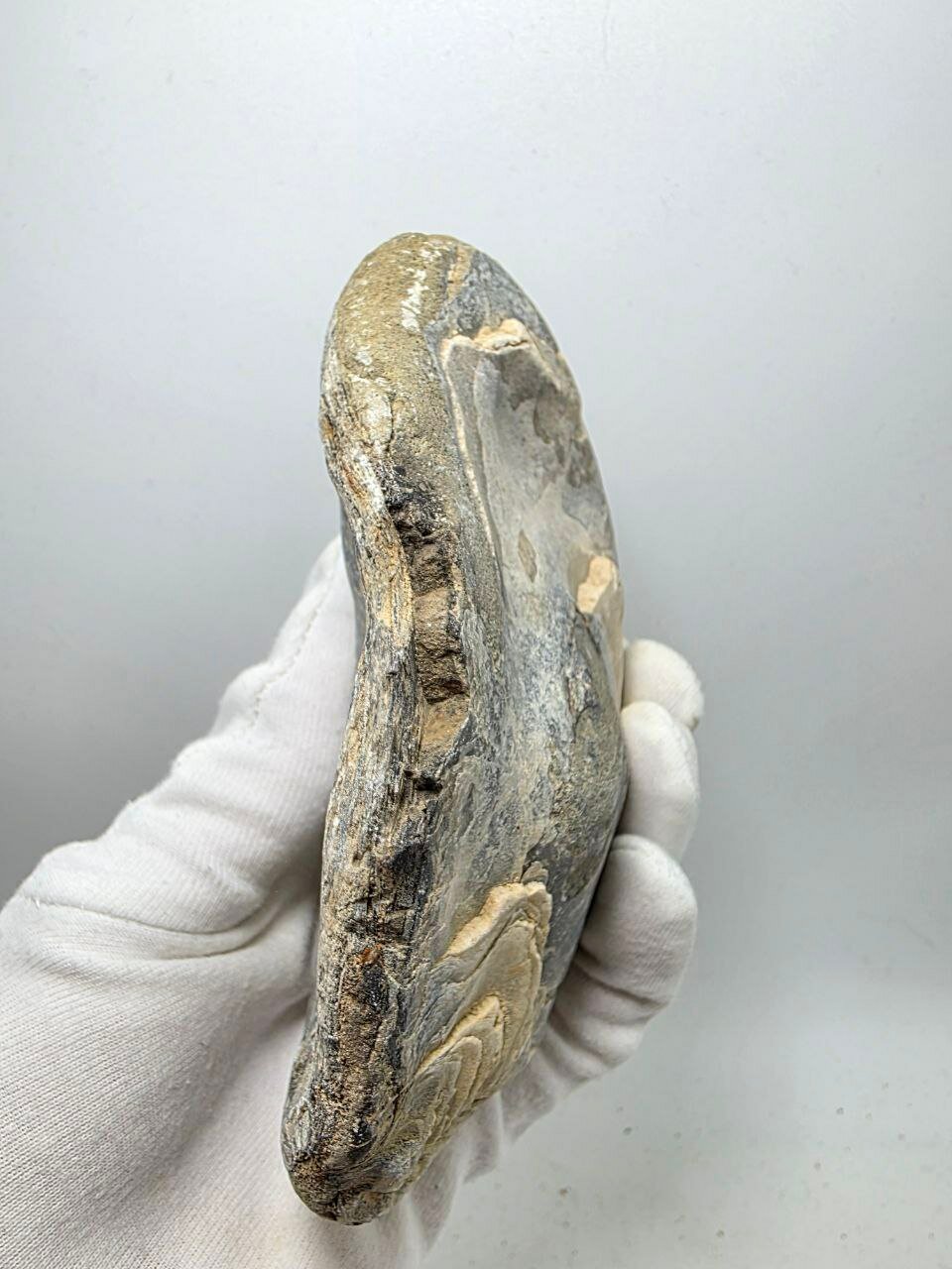 Окаменелая устрица Gryphaea, 136 мм, 771 г.